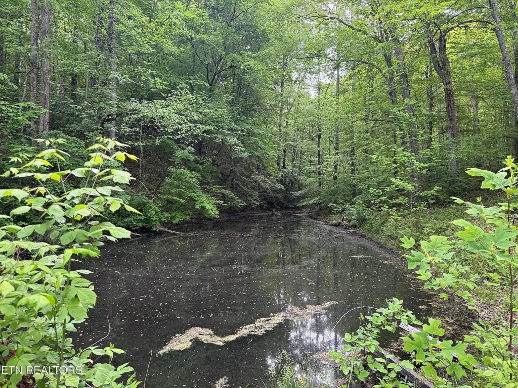 Unrestricted Land with Pond in Bybee, Tennessee – 24/7