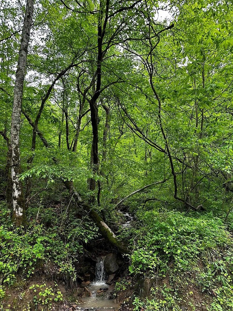 100 Acres of Versatile Land in Oneida, Kentucky - Home Gems